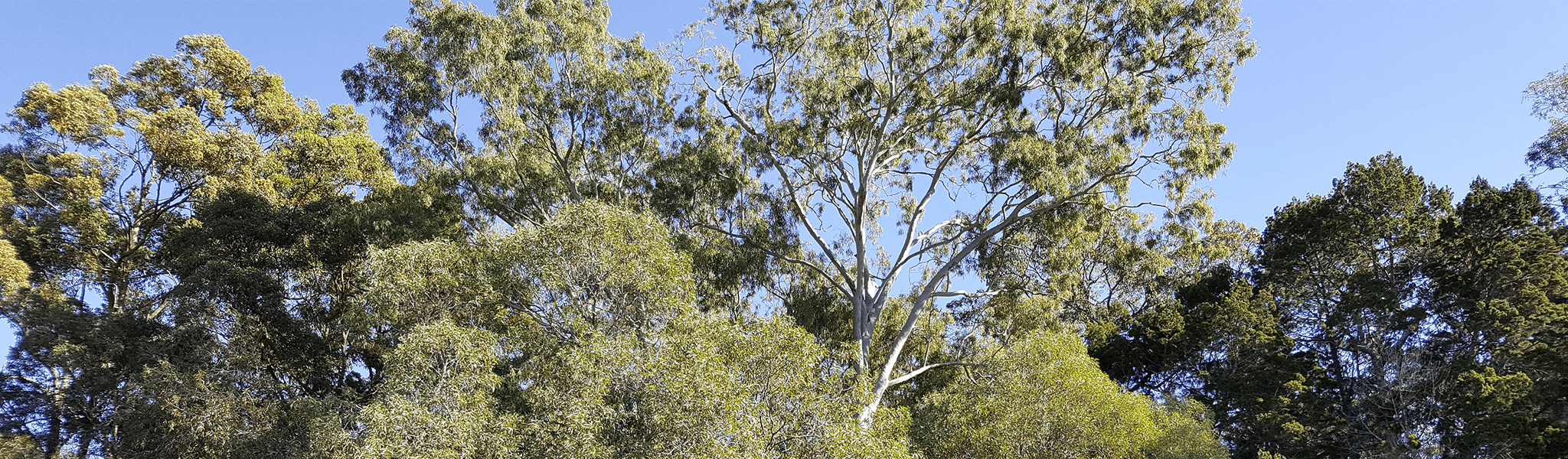 Mount Perry State School